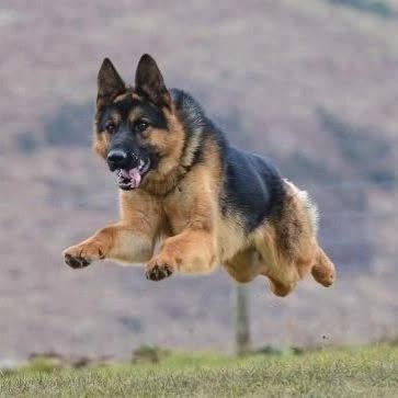 Funny German Shepherd Videos Will Make You Smile #2 – KingdomOfDoggos