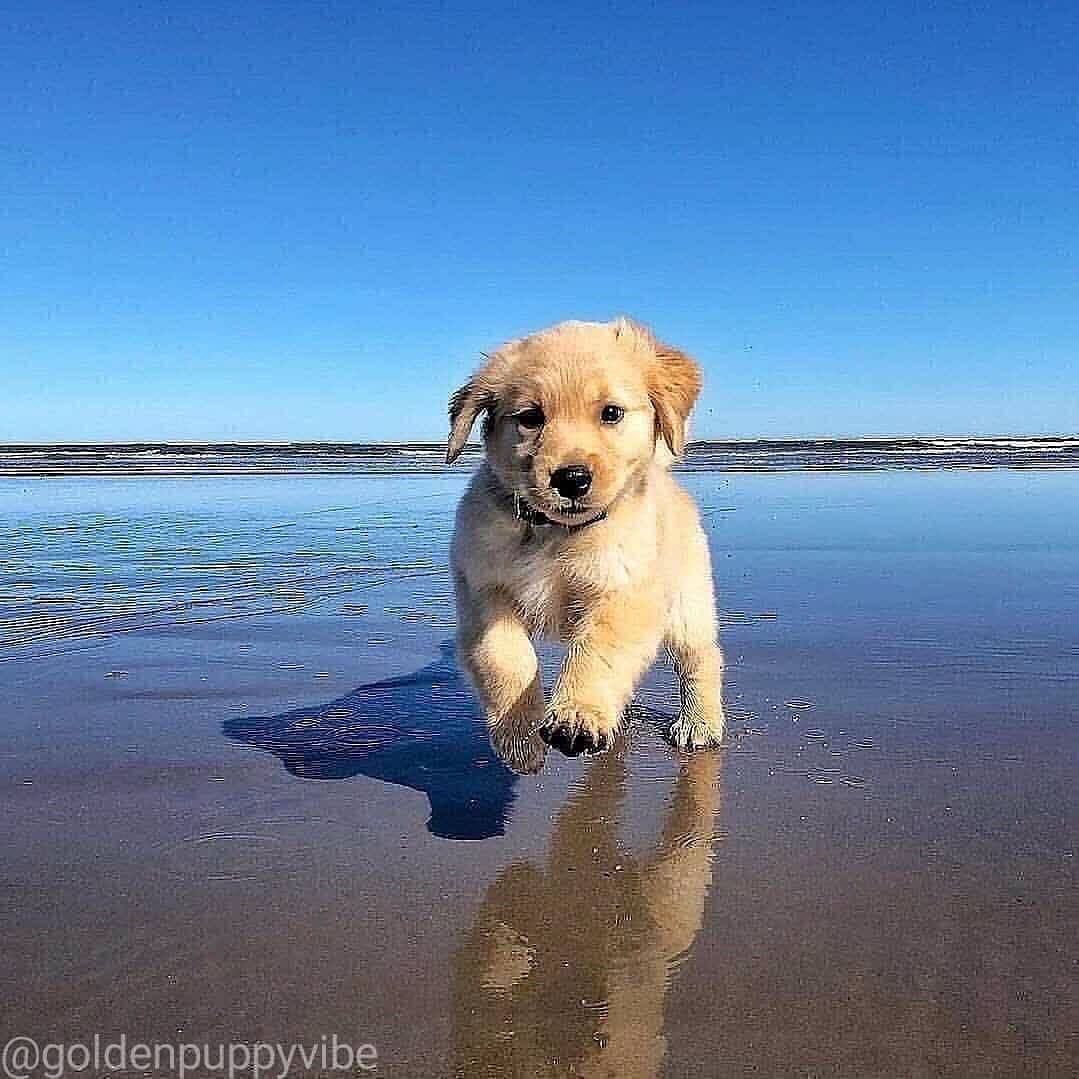 Adorable Doggo and Puppies For You – KingdomOfDoggos