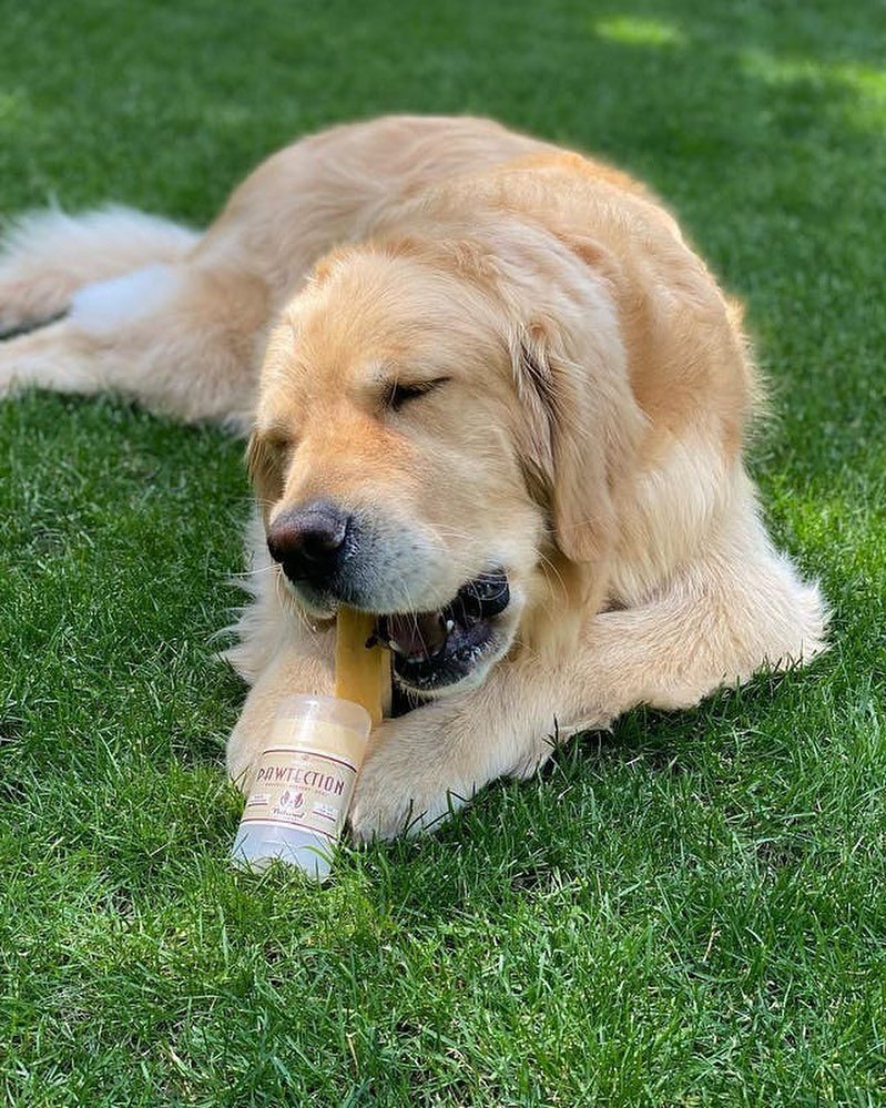 Funny Doggo Moment Will Make You Smile – KingdomOfDoggos