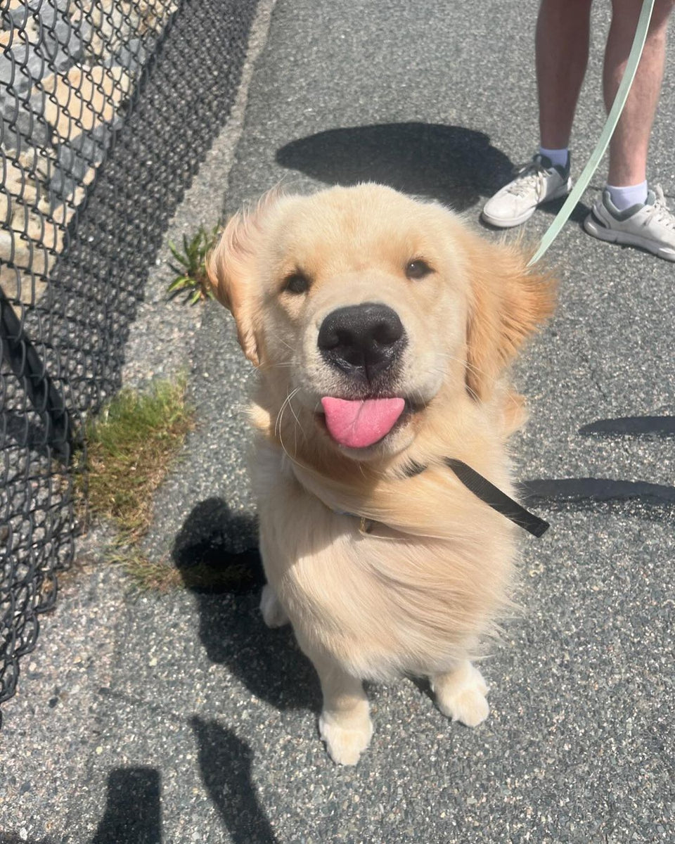 Daily Doggo Funny Videos Will Make You Smile #127 – KingdomOfDoggos