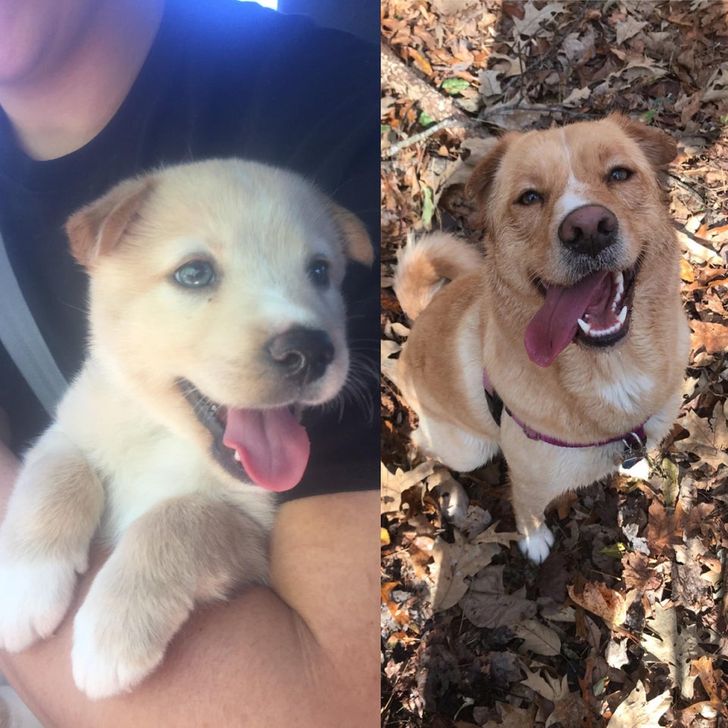 25 Awkward Yet Awwdorable Pets That Set Our Hearts On Fire With Their ...