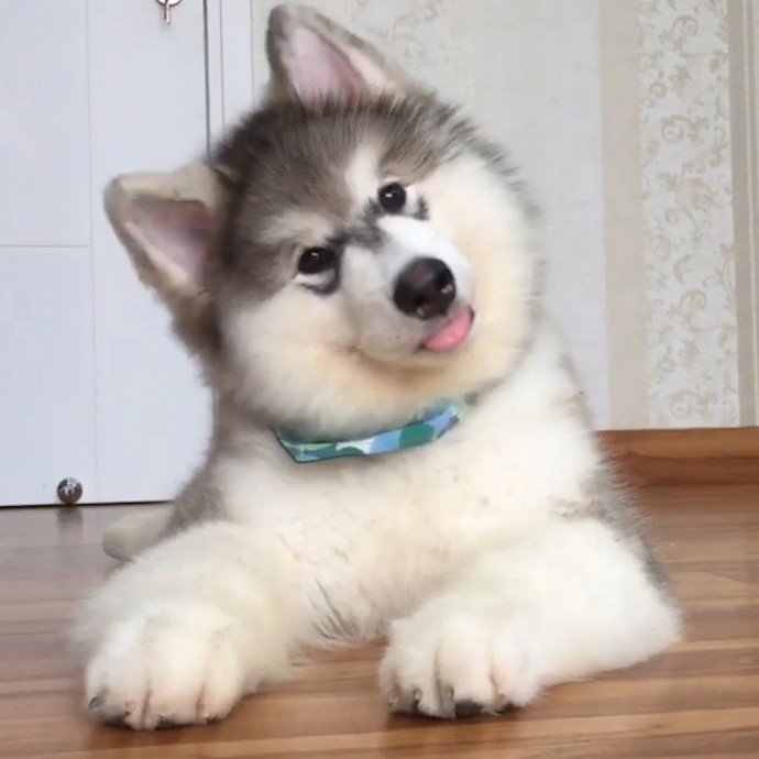 Daily Doggo Funny Videos Will Make You Smile #32 – KingdomOfDoggos