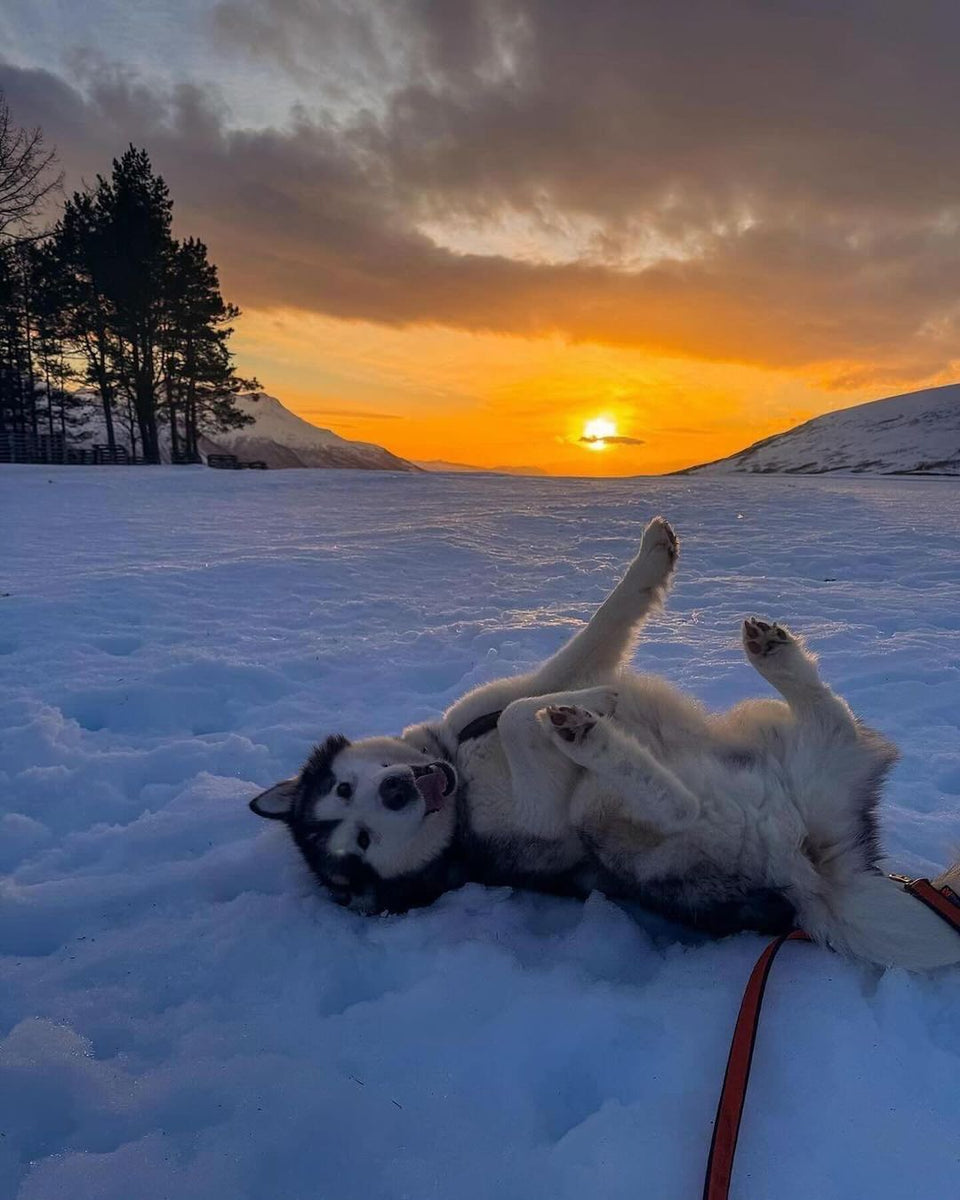 Daily Husky Funny Videos Will Make You Smile #21 – KingdomOfDoggos