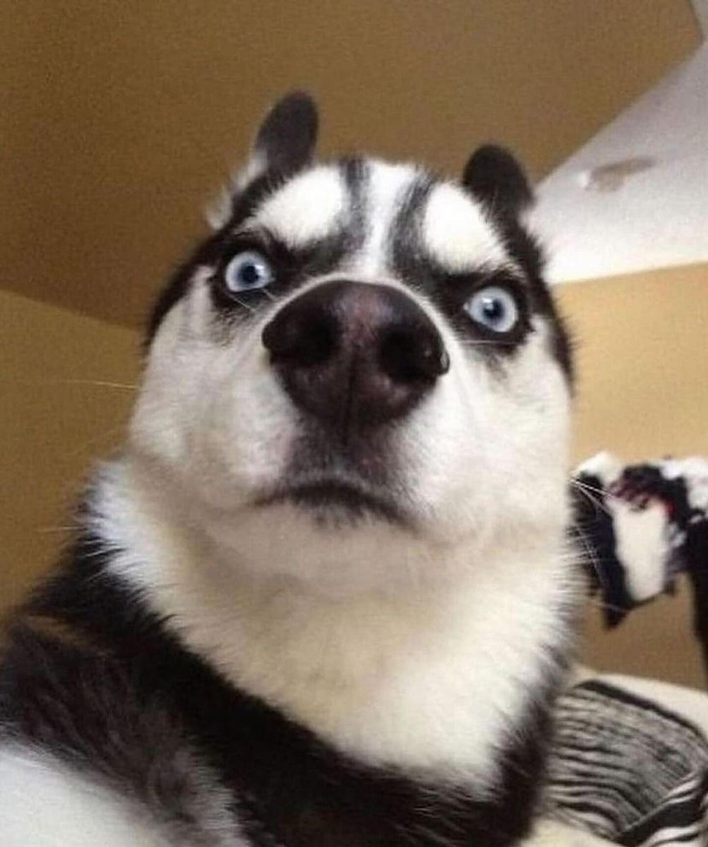 Daily Husky Funny Videos Will Make You Smile #17 – KingdomOfDoggos