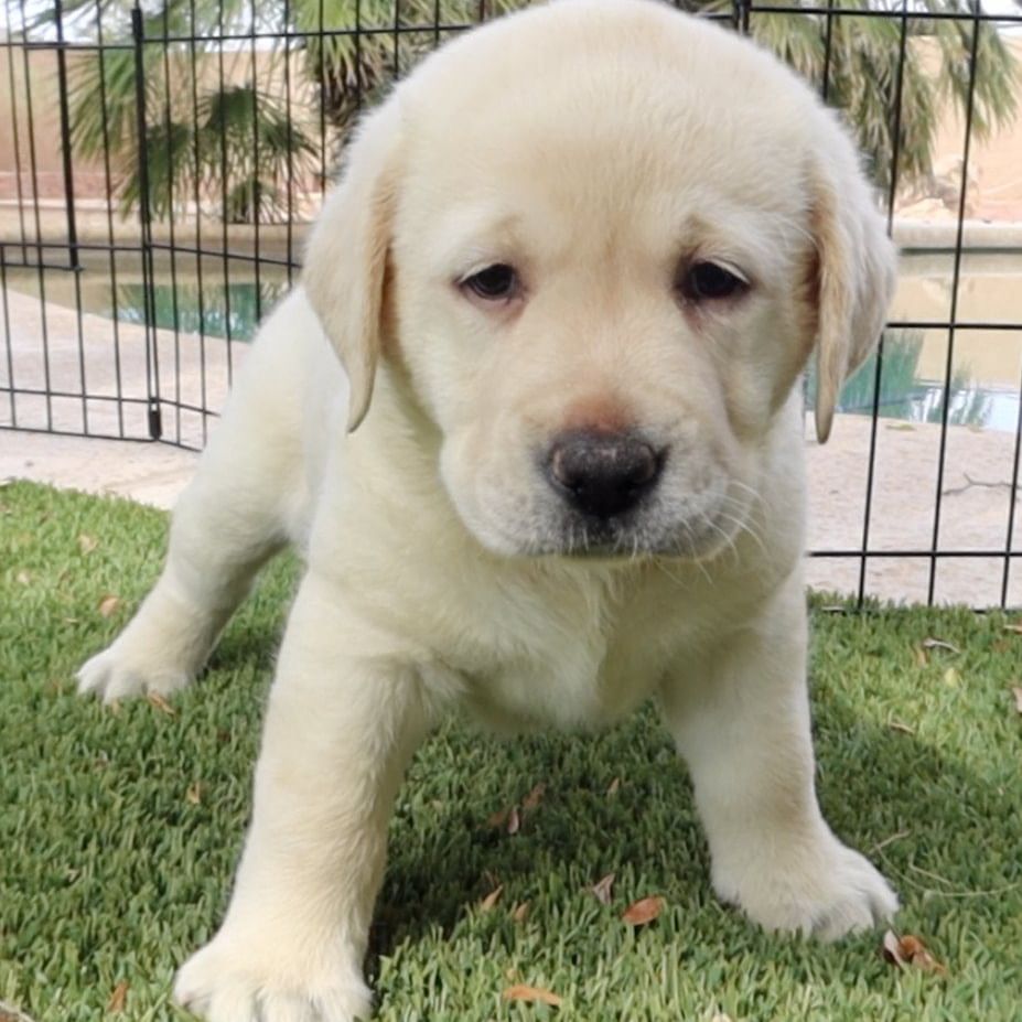 Daily Labrador Retriever Funny Videos Will Make You Smile #9 ...