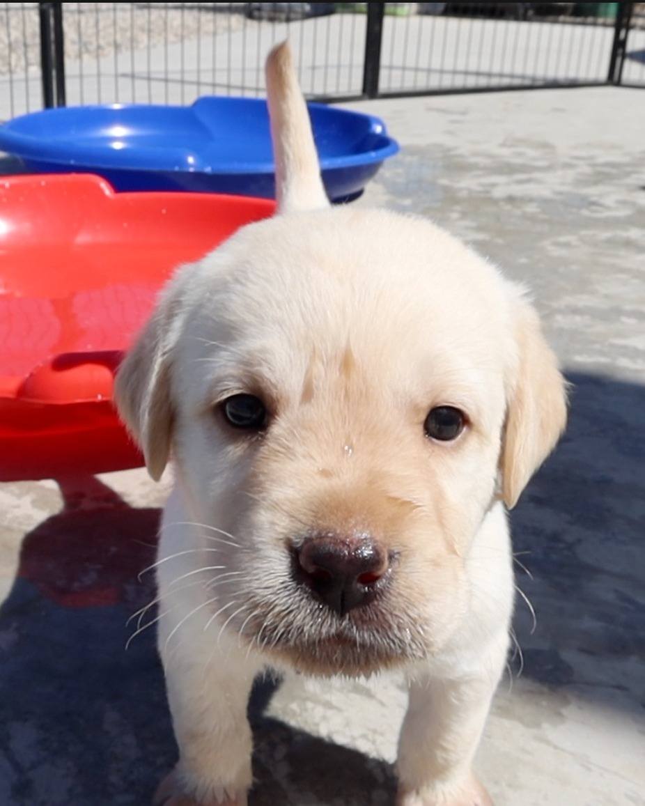 Daily Labrador Retriever Funny Videos Will Make You Smile #2 ...