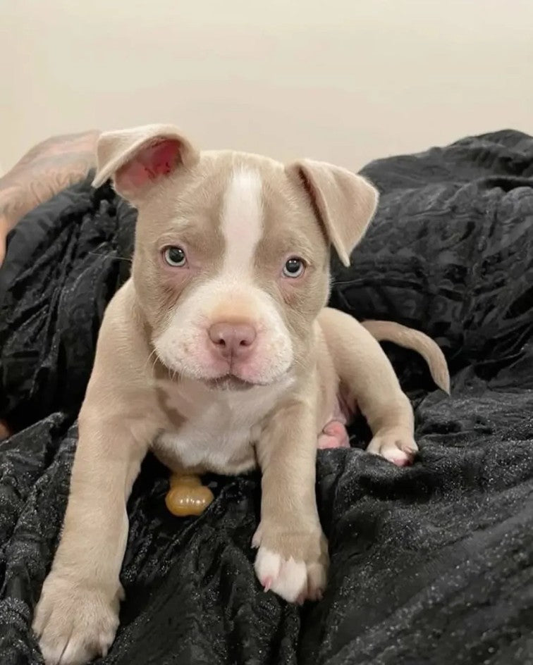 Daily Pitbull Funny Videos Will Cheer You Up #14 – KingdomOfDoggos