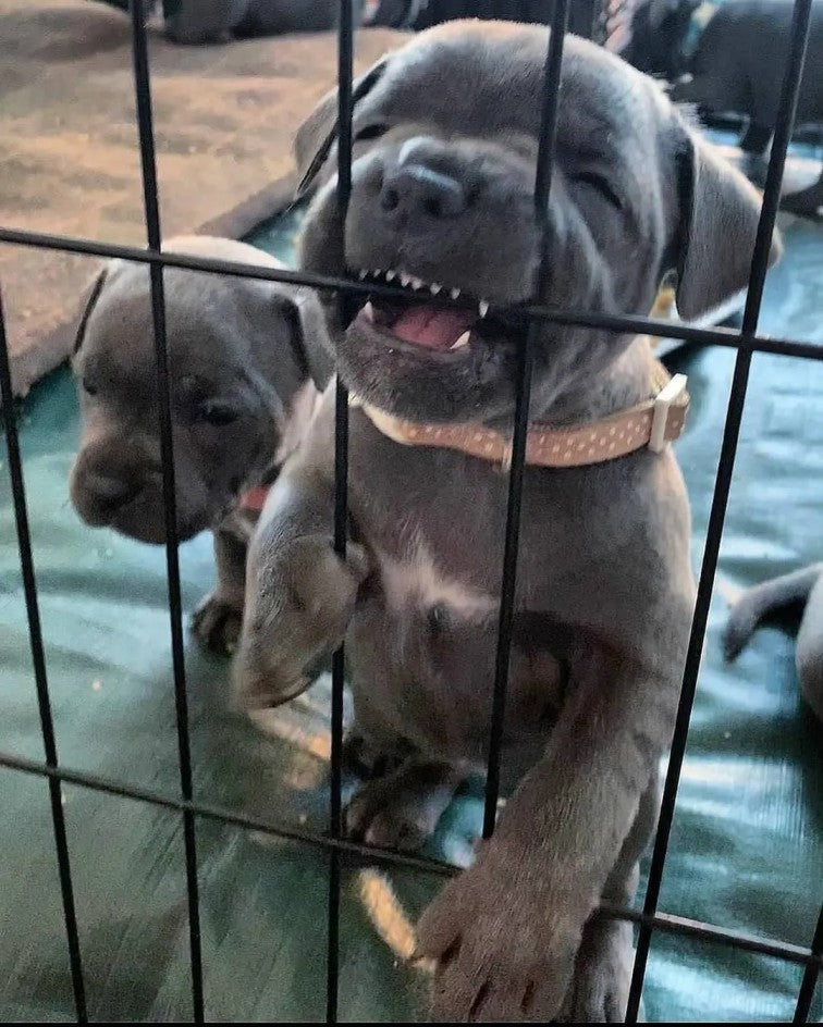 Daily Pit bull Funny Videos Will Cheer You Up #4 – KingdomOfDoggos