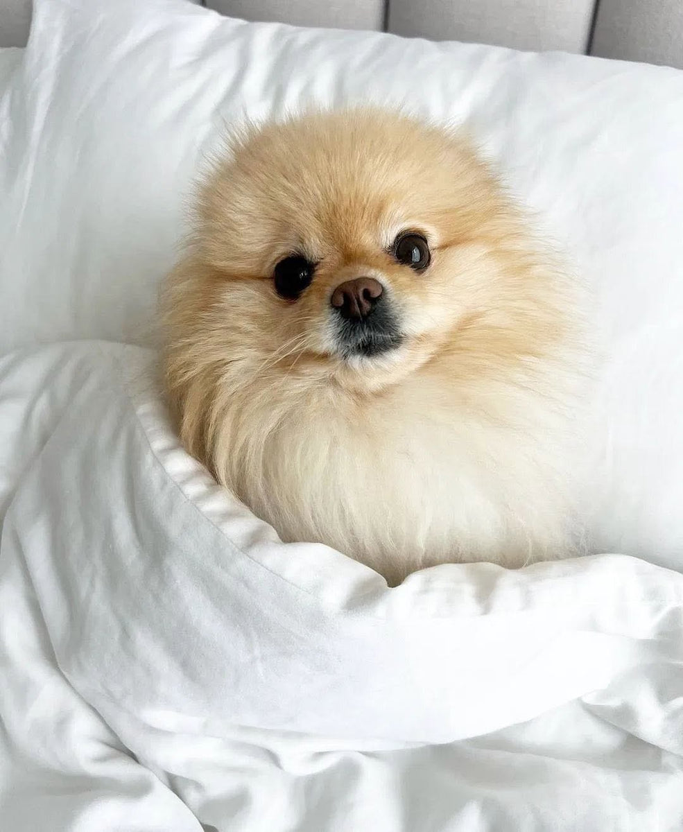 Funny Pomeranians Videos Will Make You Smile #2 – KingdomOfDoggos