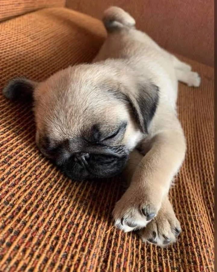 Daily Doggo Funny Videos Will Make You Smile #102 – KingdomOfDoggos