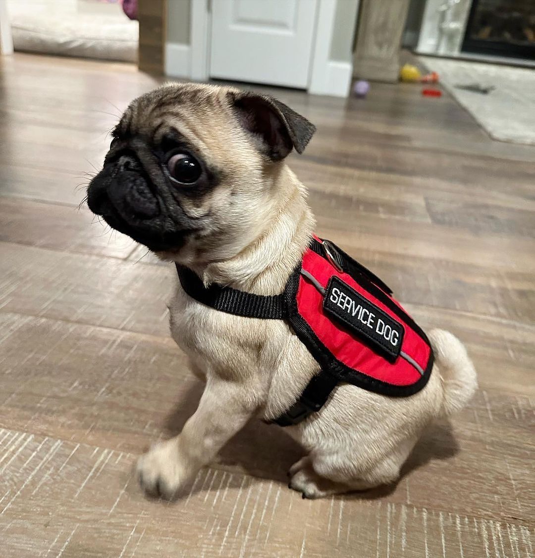 Daily Pug Funny Videos Will Make You Smile #29 – KingdomOfDoggos