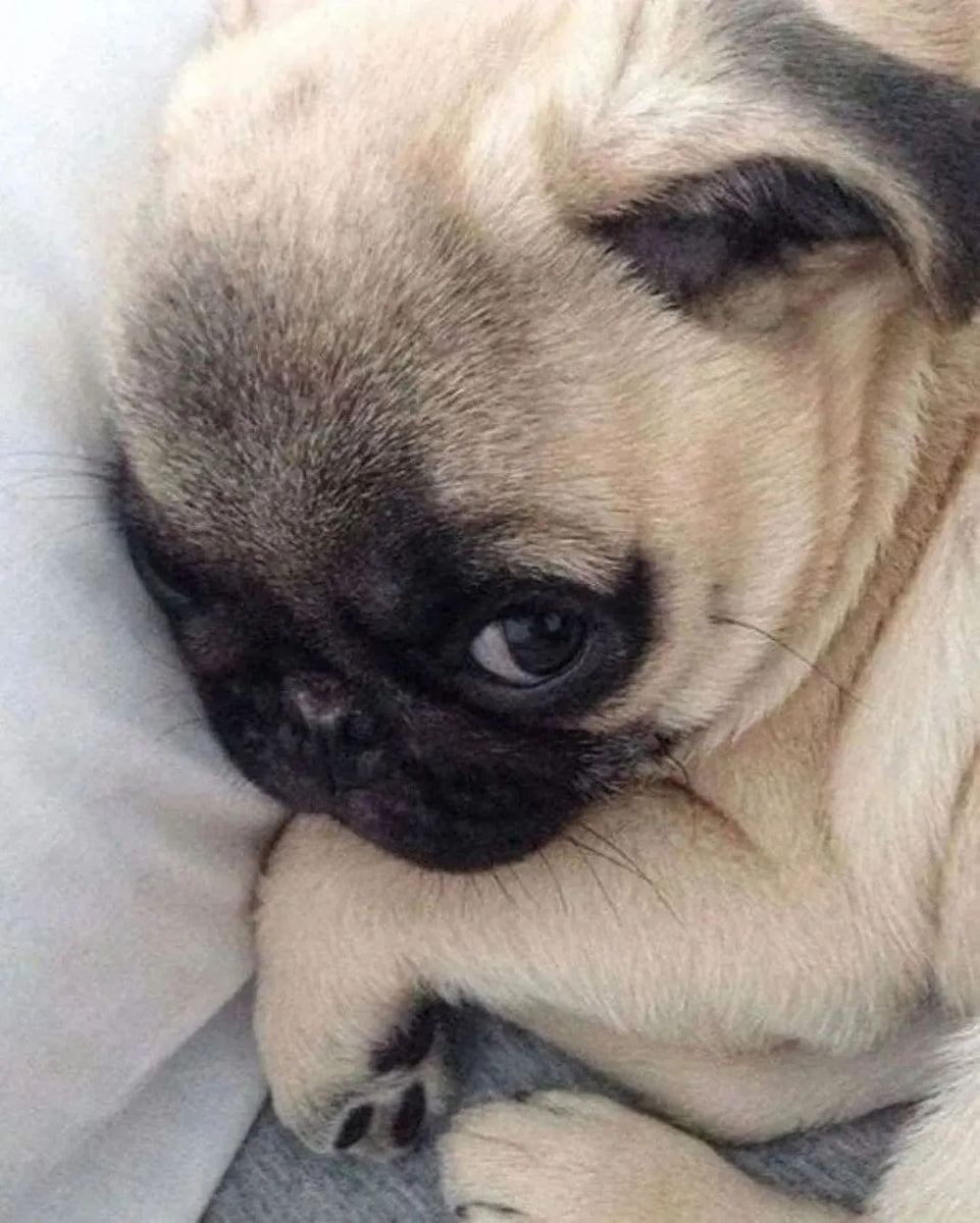 Daily Doggo Funny Videos Will Make You Smile #121 – KingdomOfDoggos