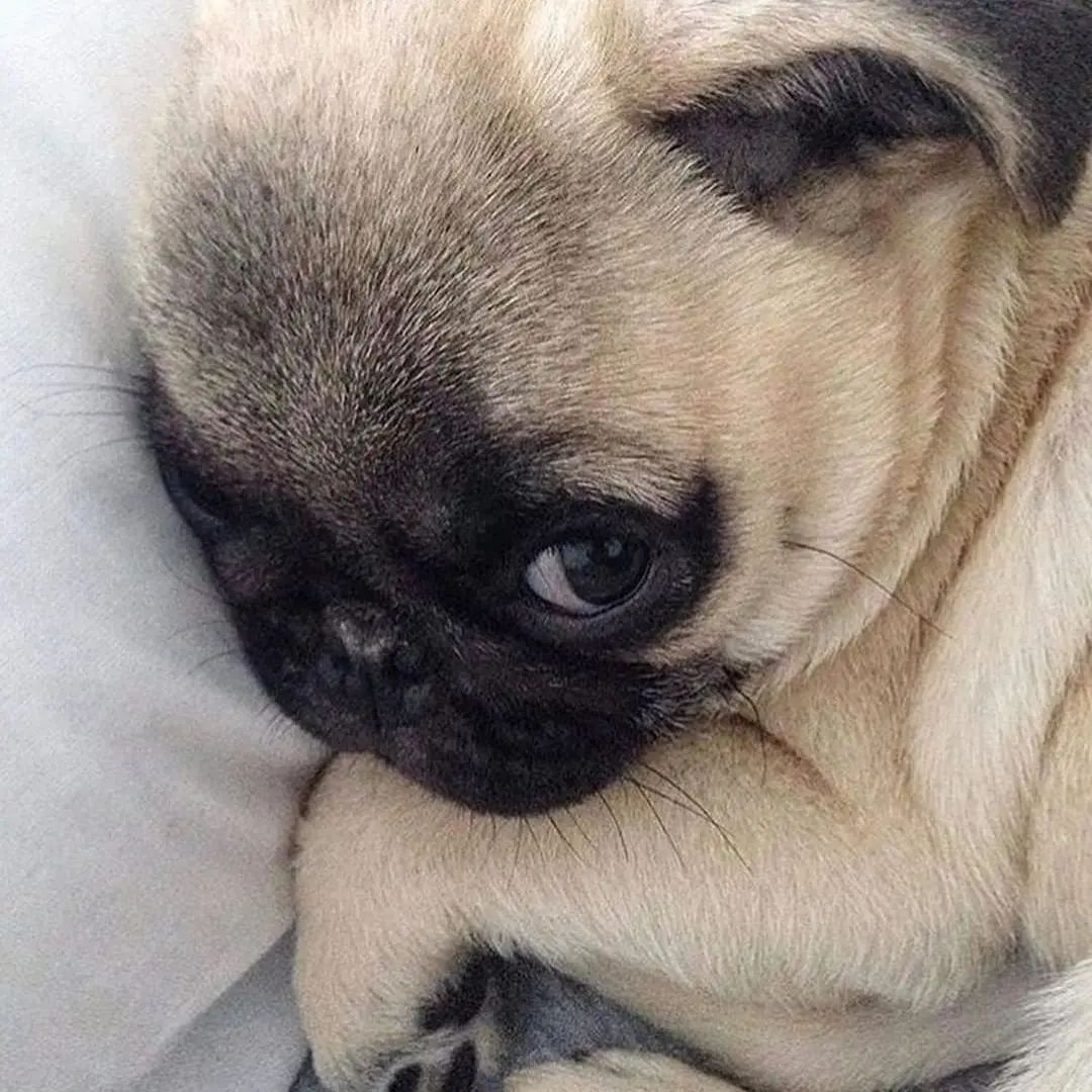 Daily Pug Funny Videos Will Make You Smile #4 – KingdomOfDoggos